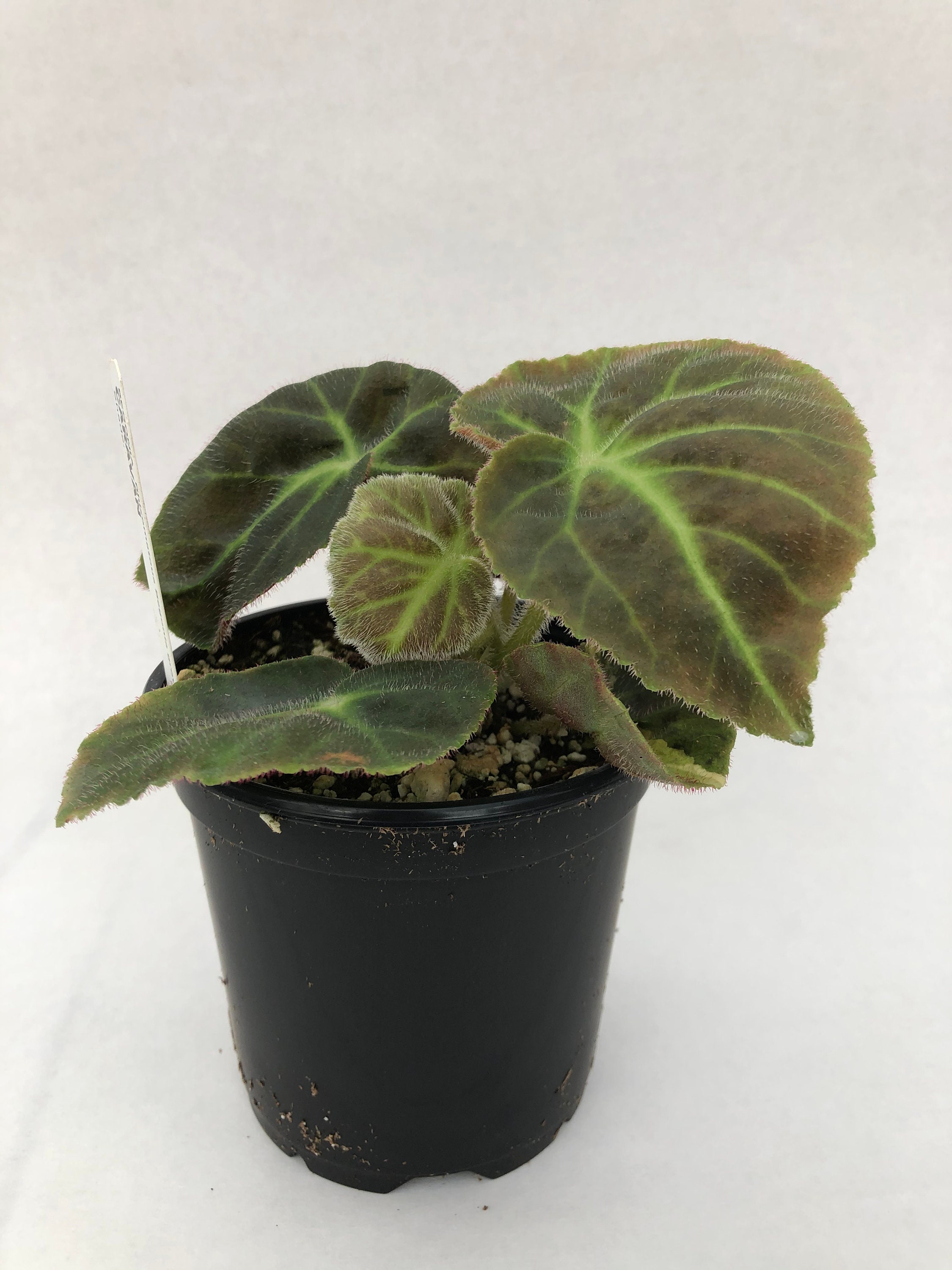 Rhizomatous Begonia 'caravan' - Etsy