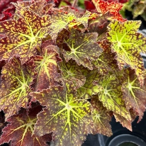 Rhizomatous Begonia 'starburst' - Etsy