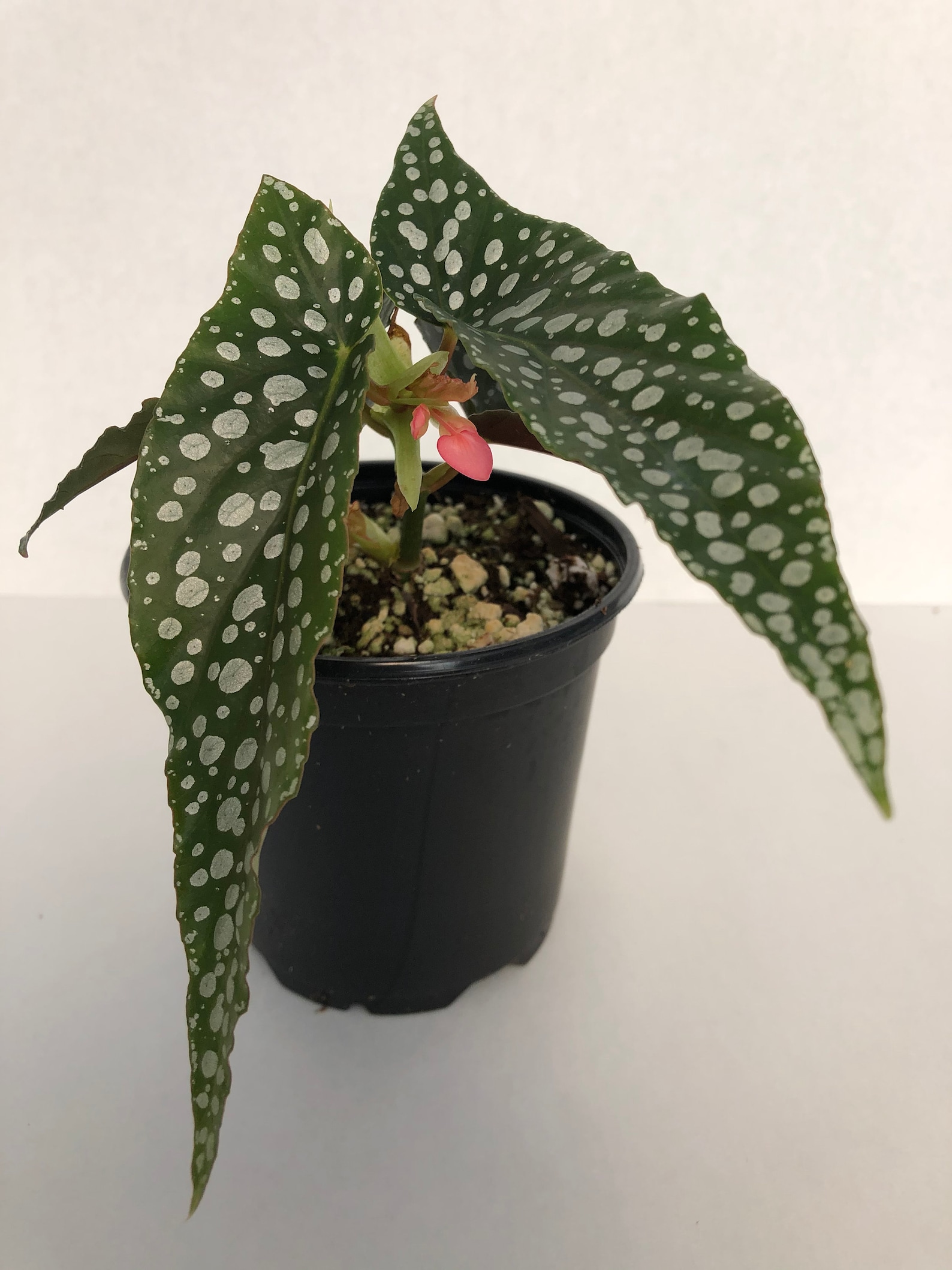 Angelwing Begonia 'cracked Ice' - Etsy