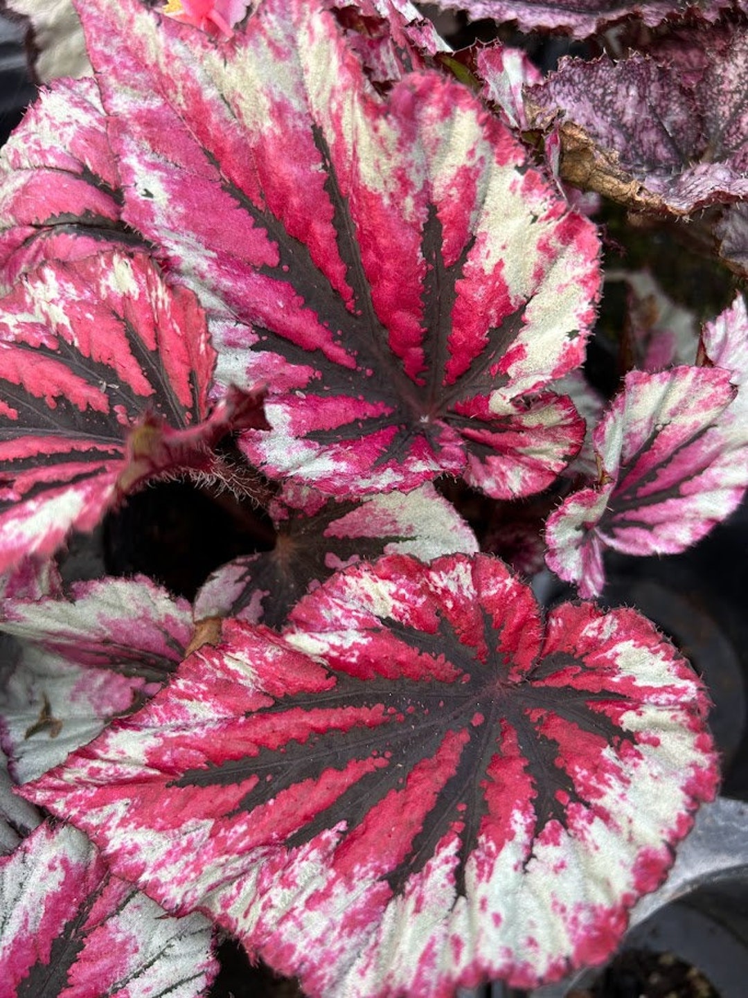 Rex Begonia Shadow King 'cherry Mint' - Etsy