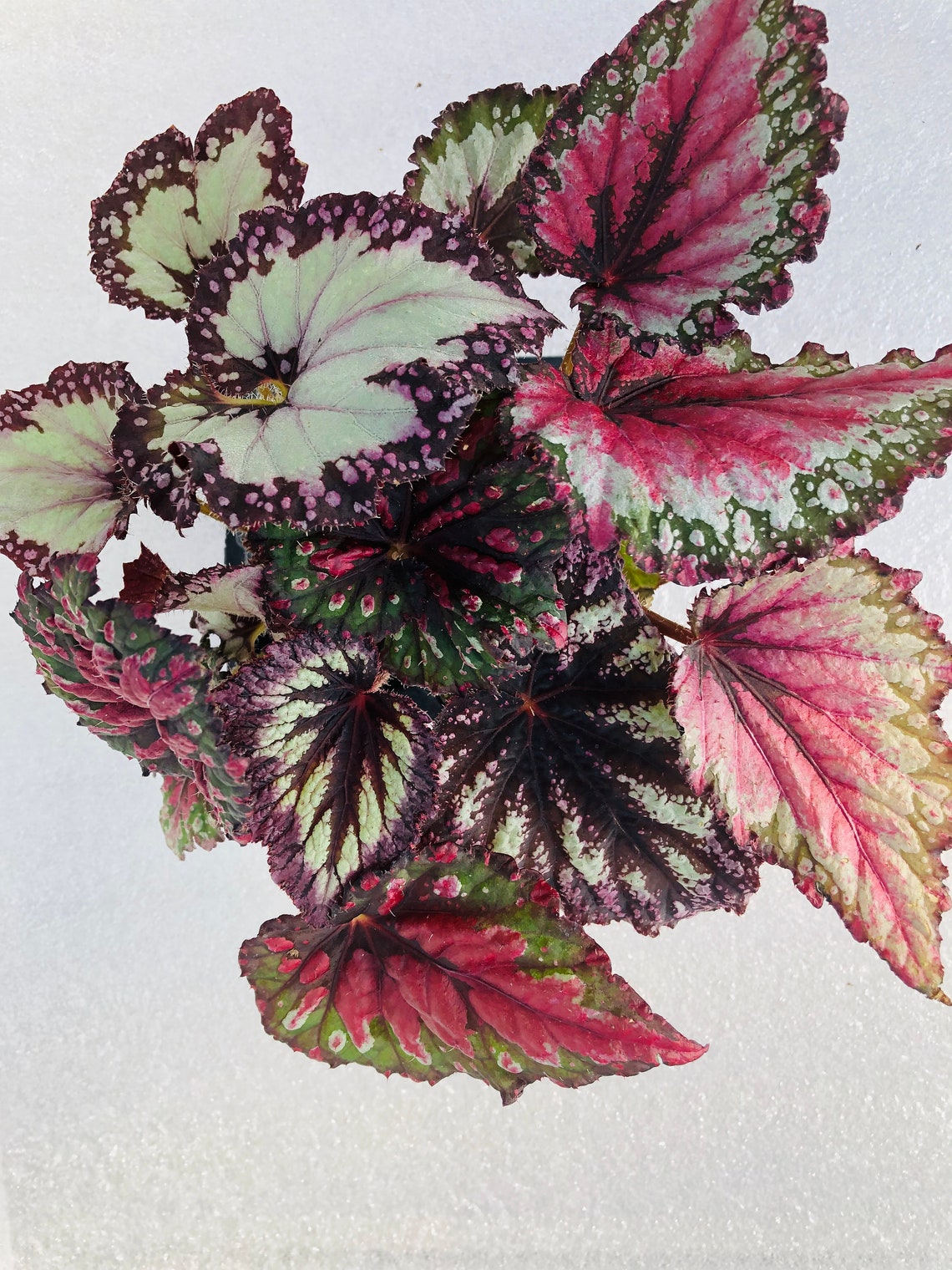 Rex Begonia Variety Growers Pack | Etsy