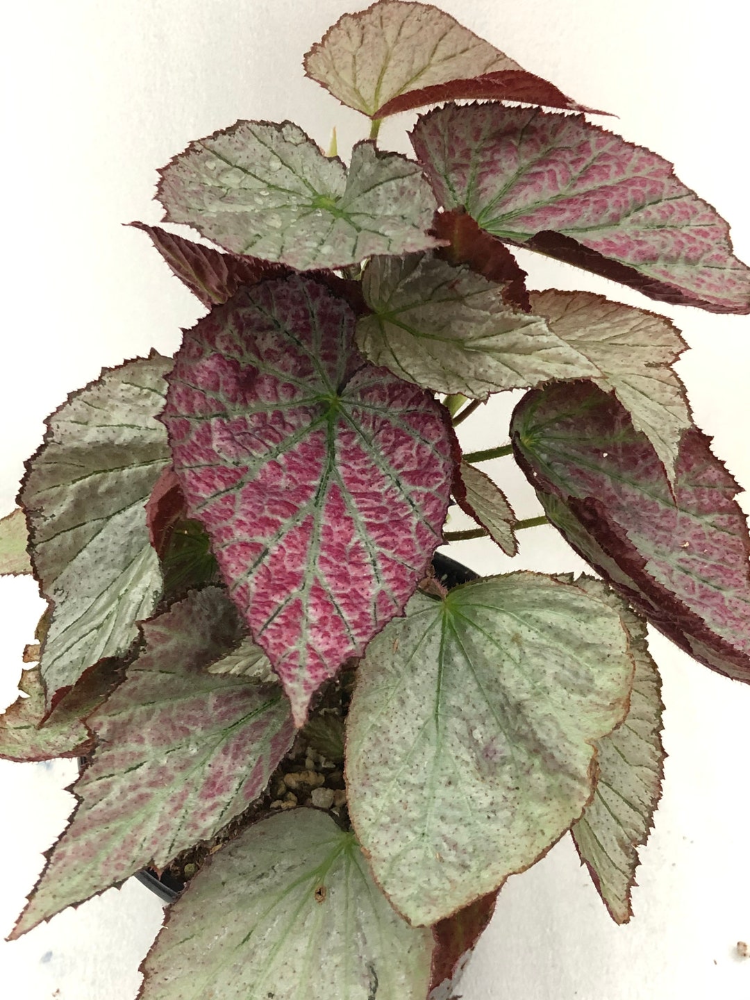 Begonia 'two Face' - Etsy