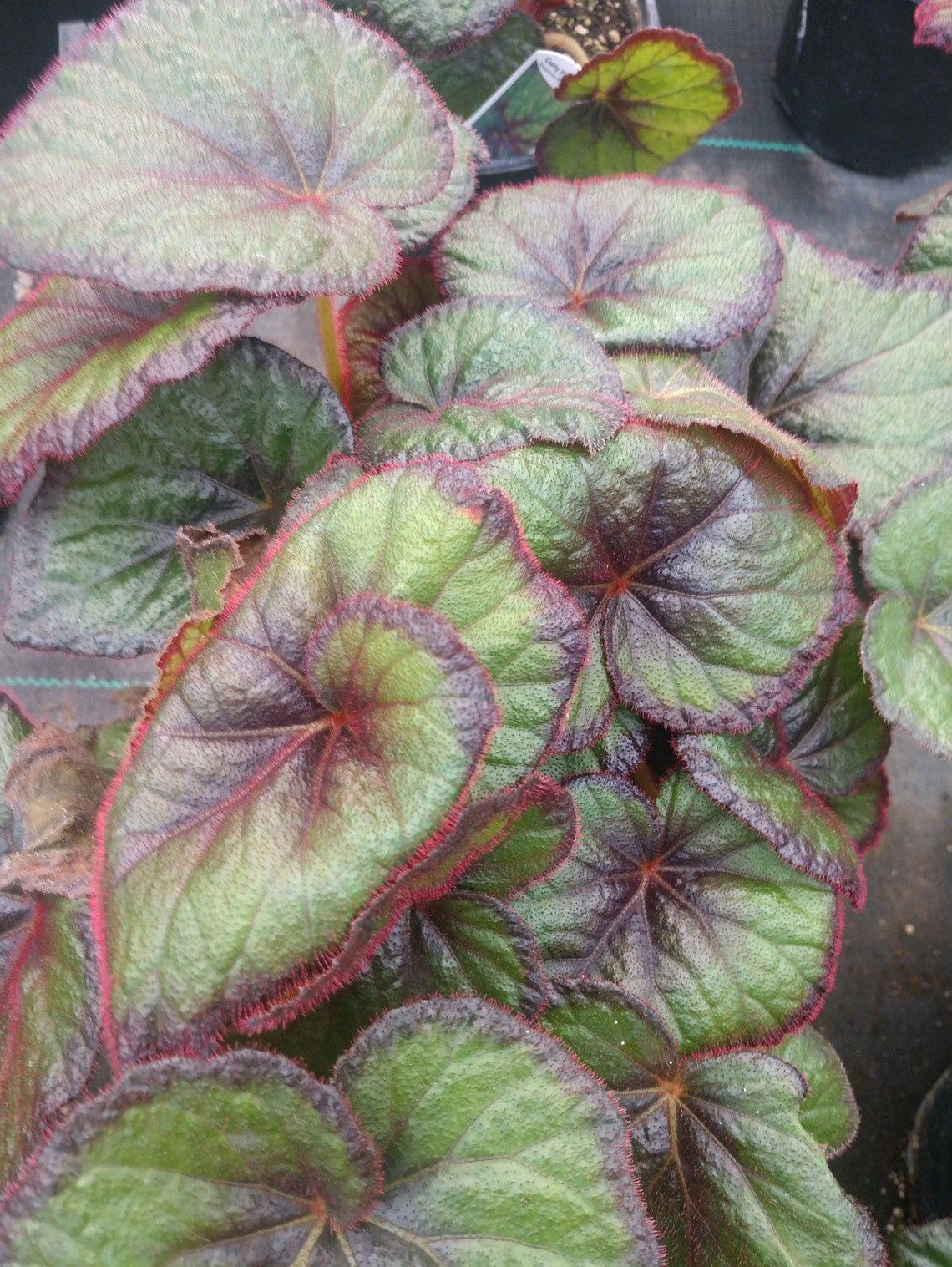 Rhizomatous Begonia 'fireflush' - Etsy
