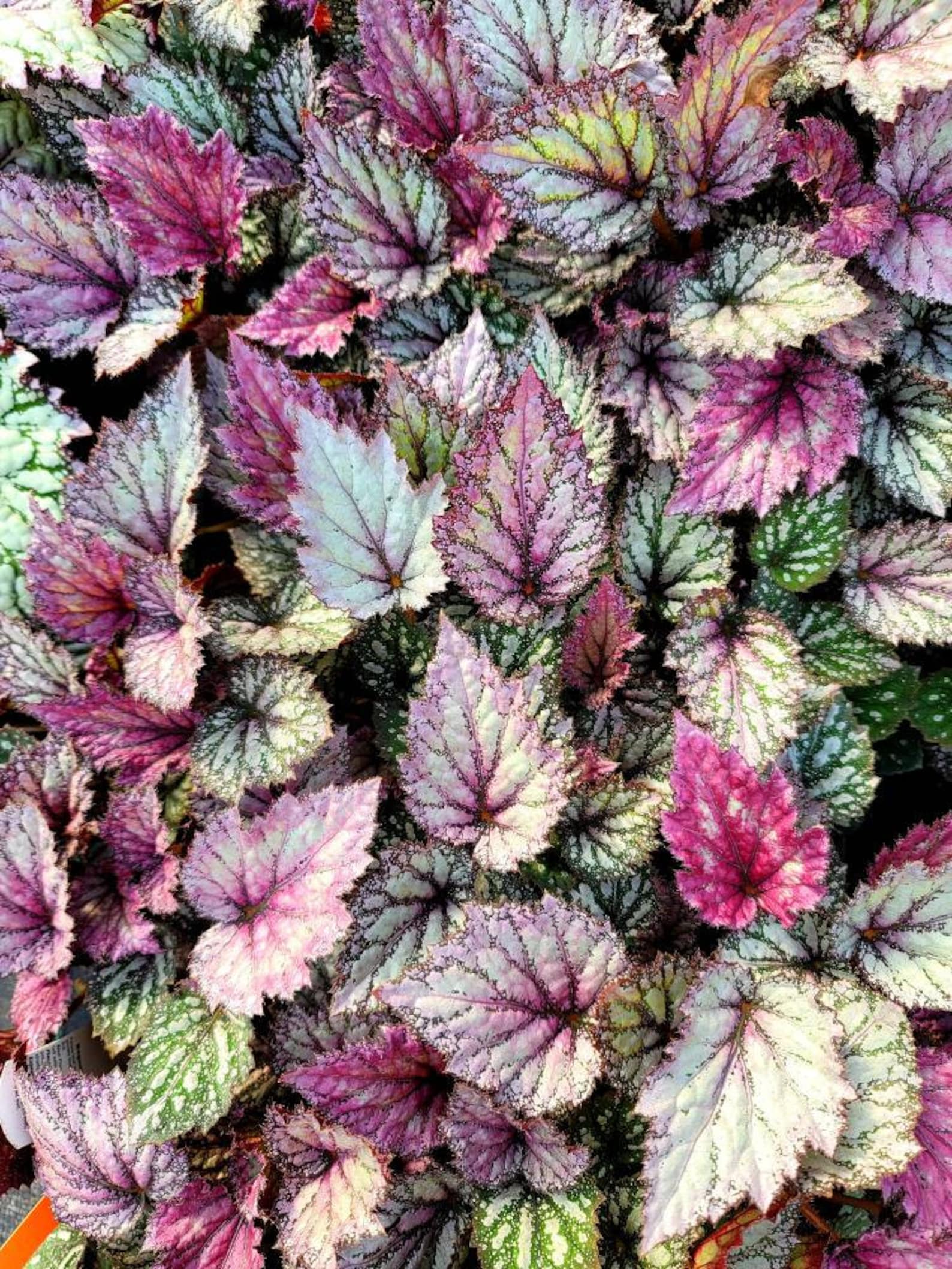 Rex Begonia Variety Growers Pack - Etsy