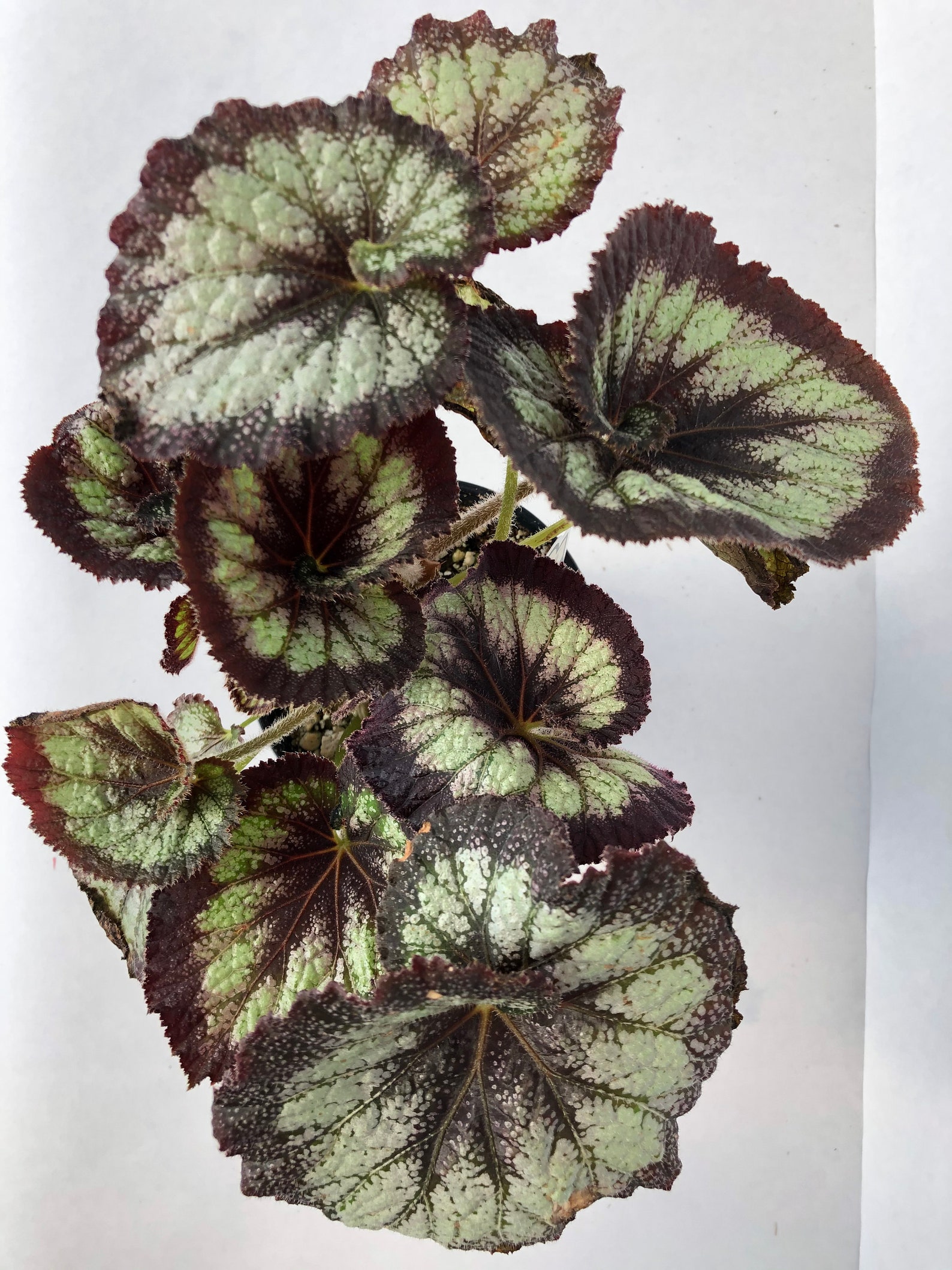 Jurassic™ Rex Begonia 'silver Swirl' - Etsy