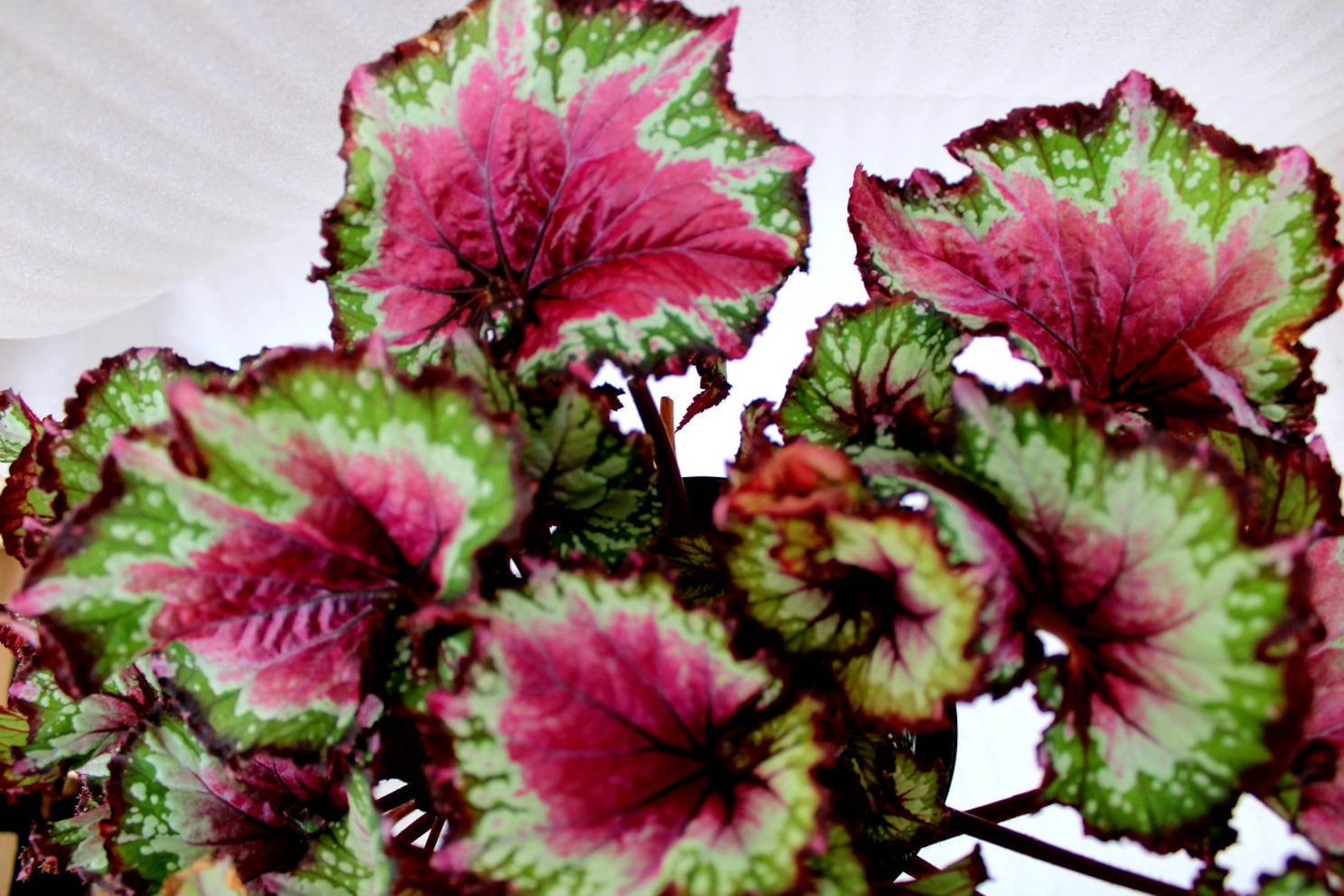 Jurassic Jr.™ Rex Begonia 'berry Swirl' - Etsy