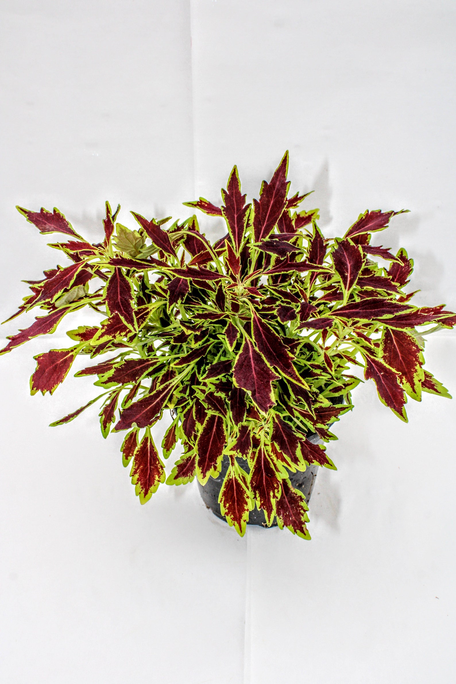 Coleus 'flamethrower Serrano' - Etsy
