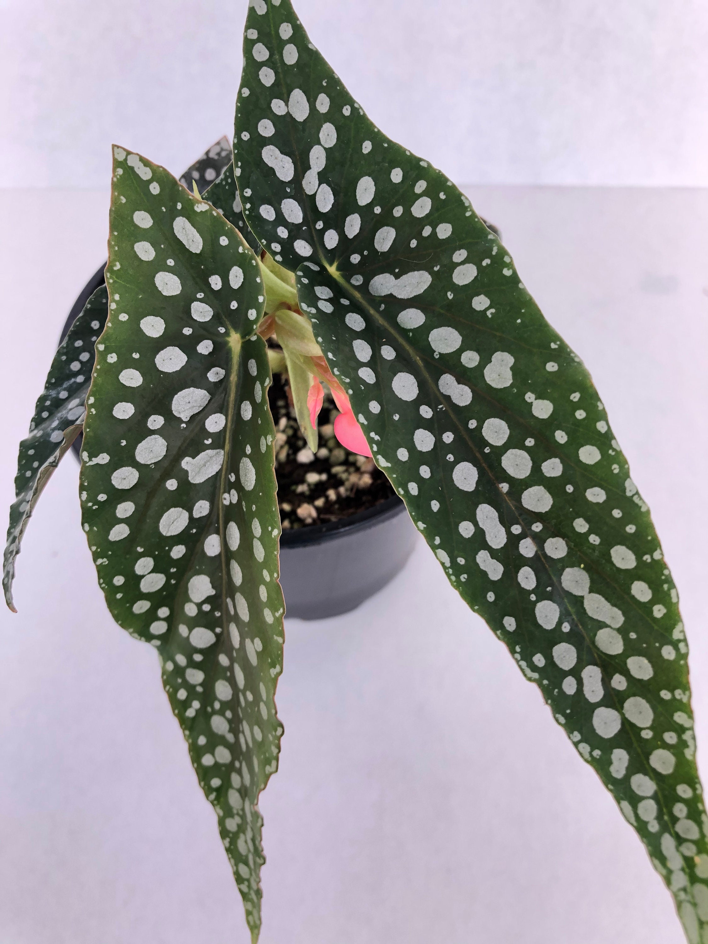 Angelwing Begonia 'cracked Ice' - Etsy