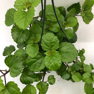 Trailing Plectranthus (swedish Ivy) - Etsy