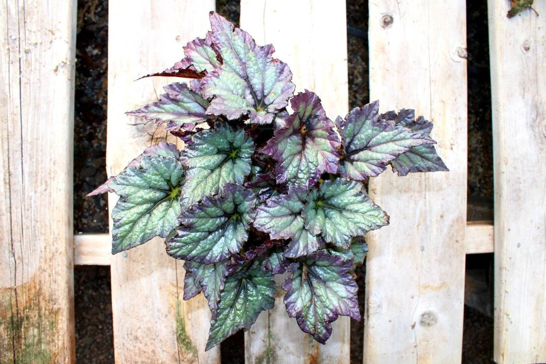 Rex Begonia 'ideal Silvery Blue' - Etsy