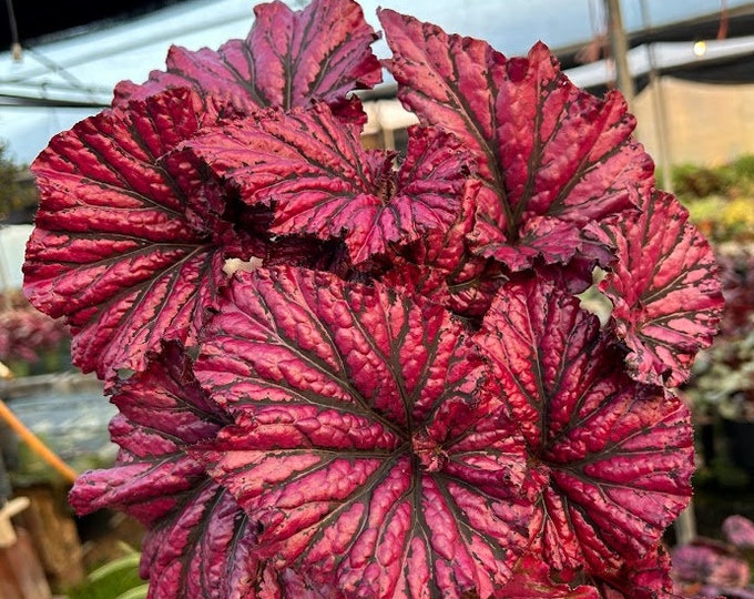 Rex Begonia 'ruby Slippers' - BFF Exclusive - Etsy