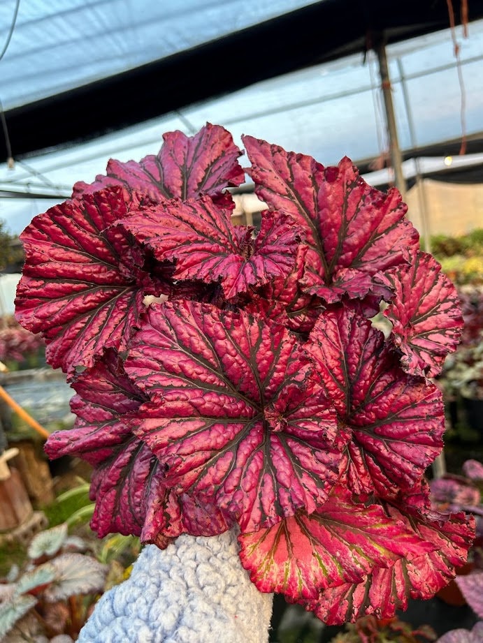 Rex Begonia 'ruby Slippers' - BFF Exclusive - Etsy