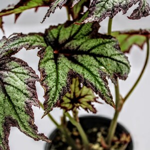 Begonia 'connee Boswell' - Etsy