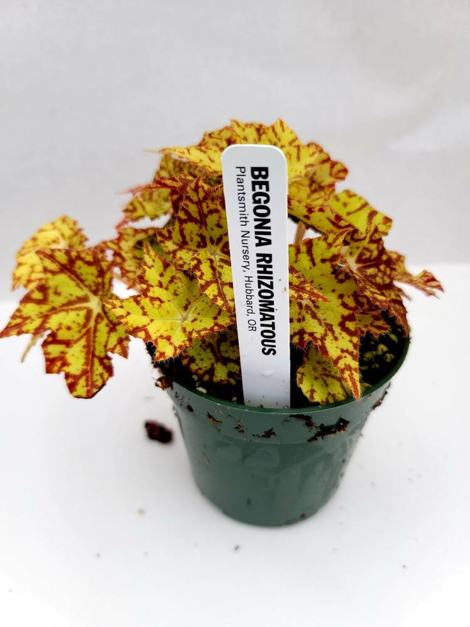 Rhizomatous Begonia 'starburst' | Etsy