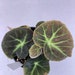 Rhizomatous Begonia 'caravan' - Etsy