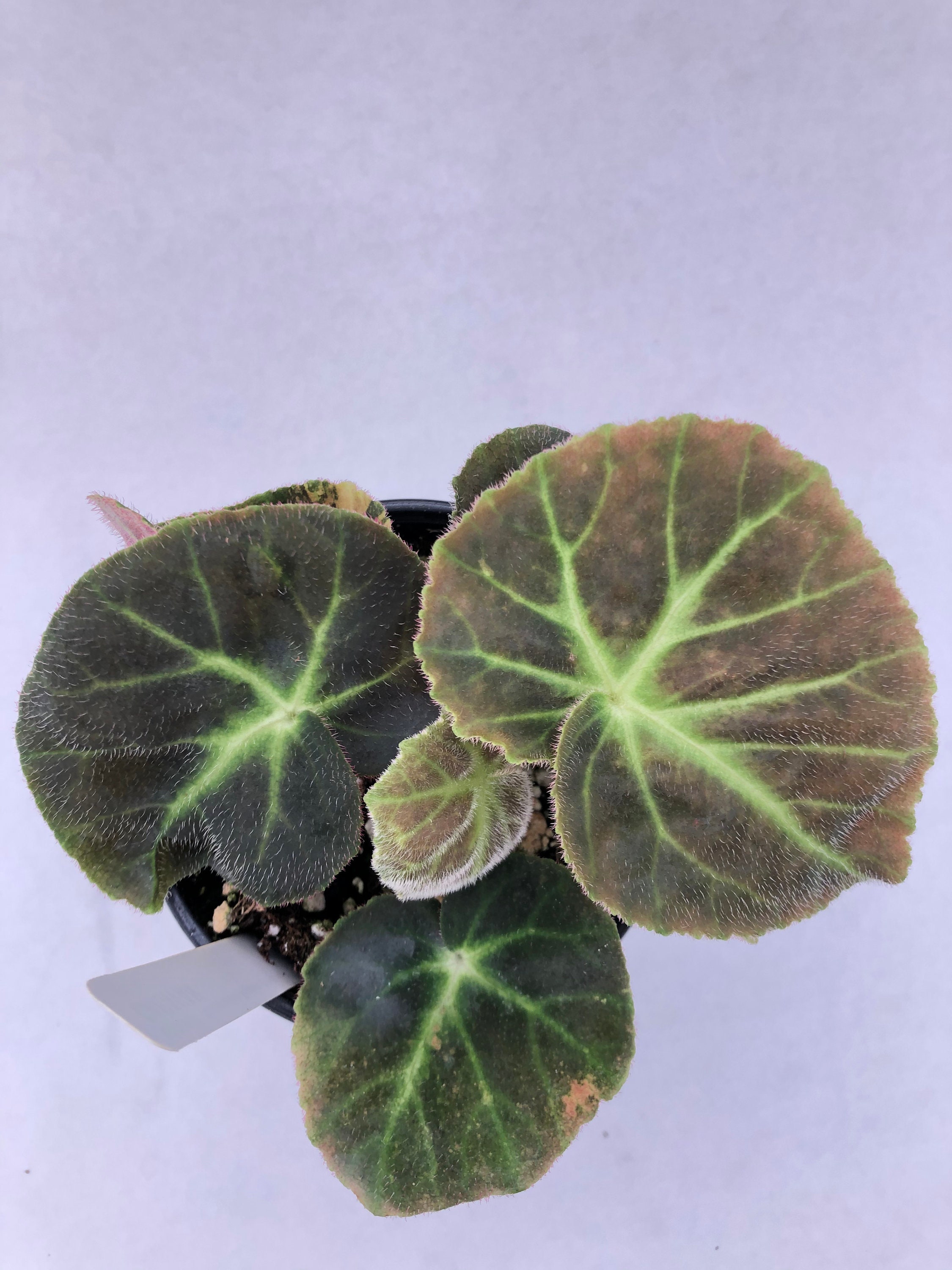 Rhizomatous Begonia 'caravan' - Etsy