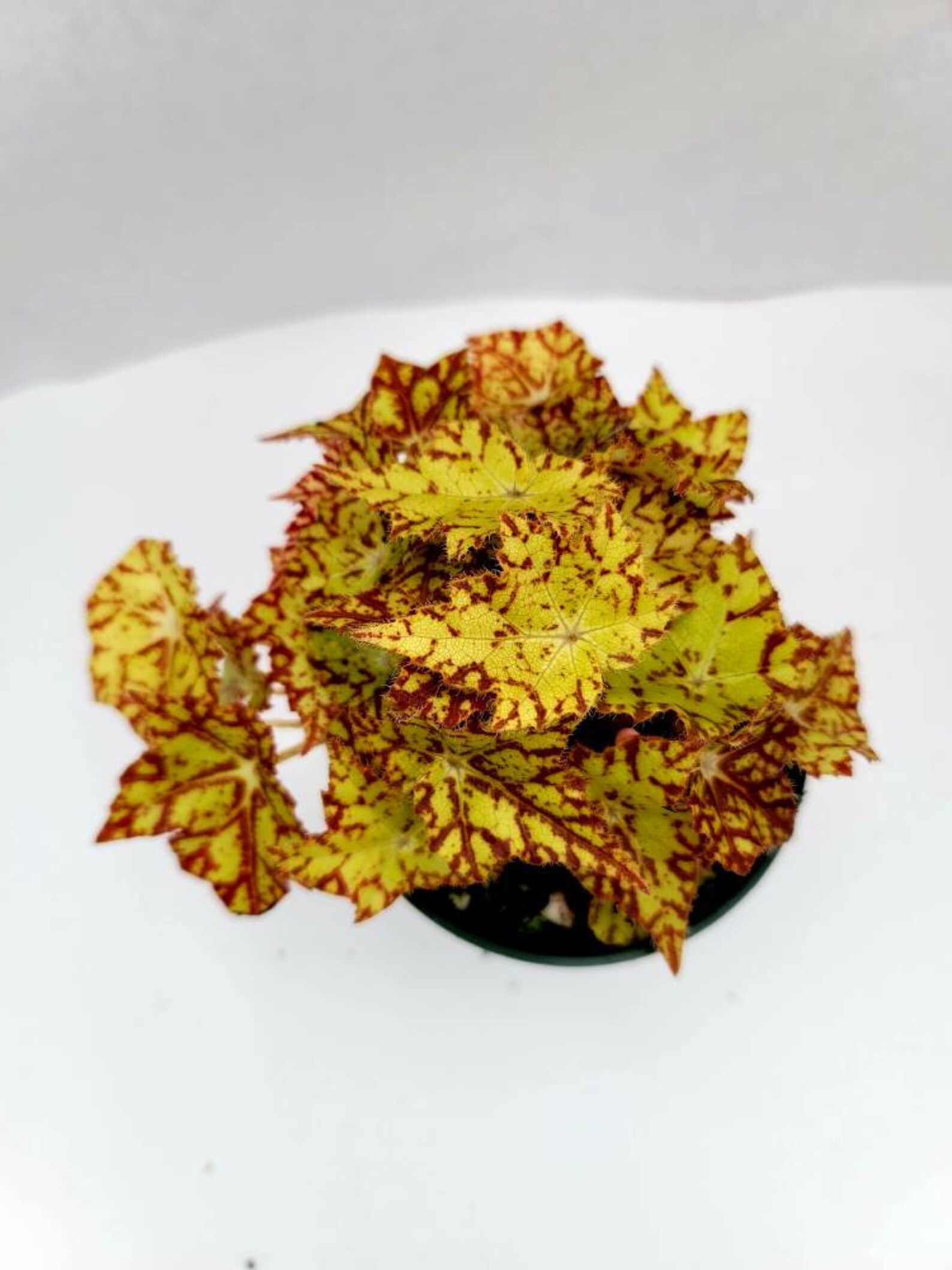 Rhizomatous Begonia 'starburst' - Etsy