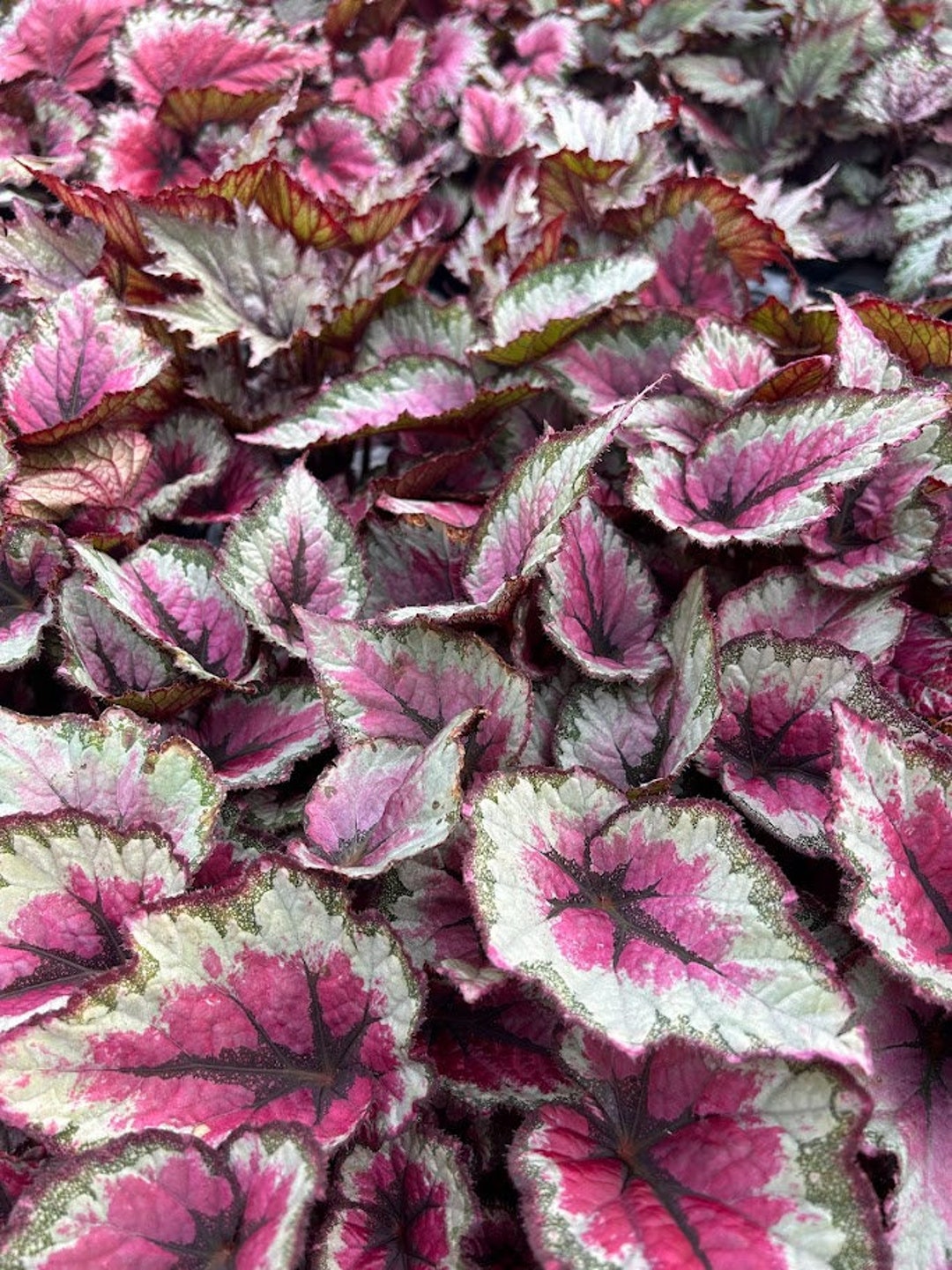 Rex Begonia 'glass Rose' - BFF EXCLUSIVE - Etsy