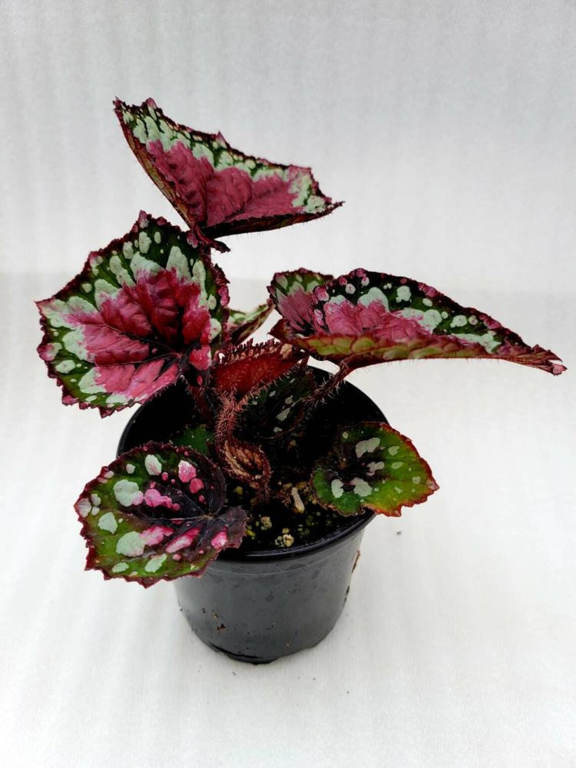 Rex Begonia 'raspberry Splash' BFF Exclusive - Etsy