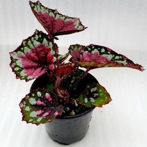 Rex Begonia 'raspberry Splash' BFF Exclusive - Etsy