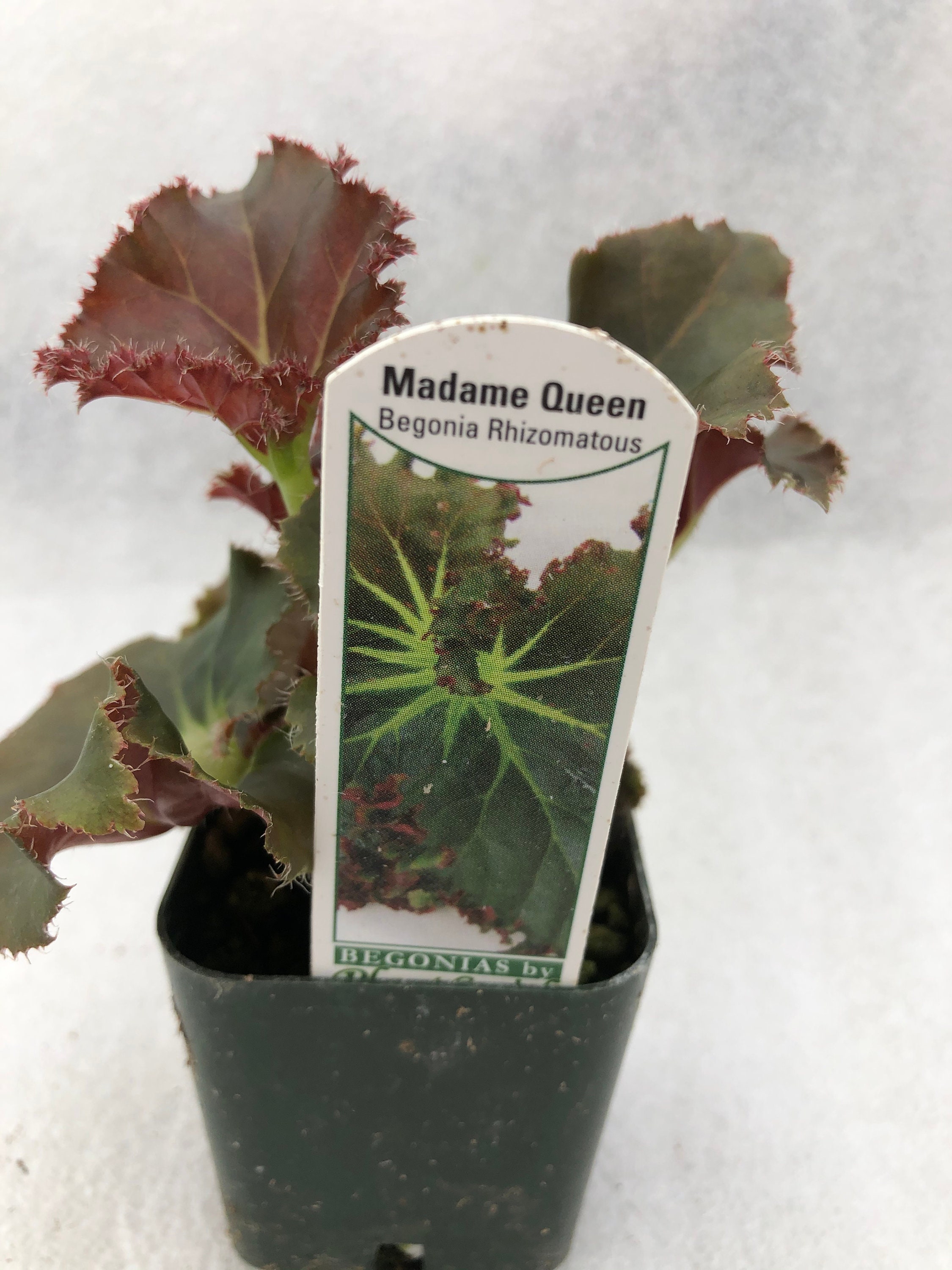 Rhizomatous Begonia 'madame Queen' - Etsy