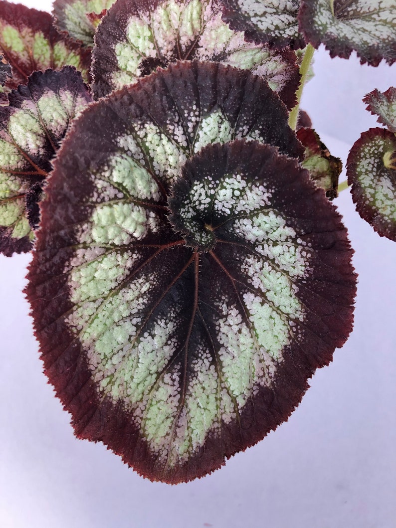 Jurassic™ Rex Begonia 'silver Swirl' - Etsy