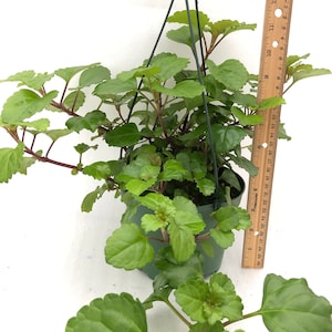 Trailing Plectranthus (swedish Ivy) - Etsy