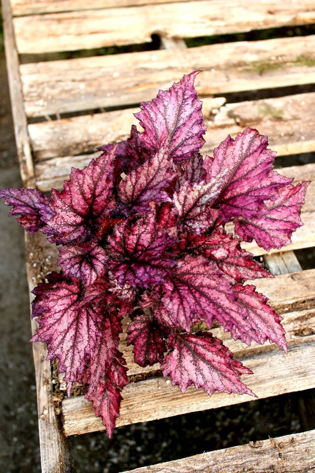 Rex Begonia 'purple Rain' - BFF EXCLUSIVE - Etsy