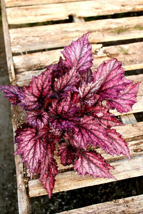 Purple begonia store