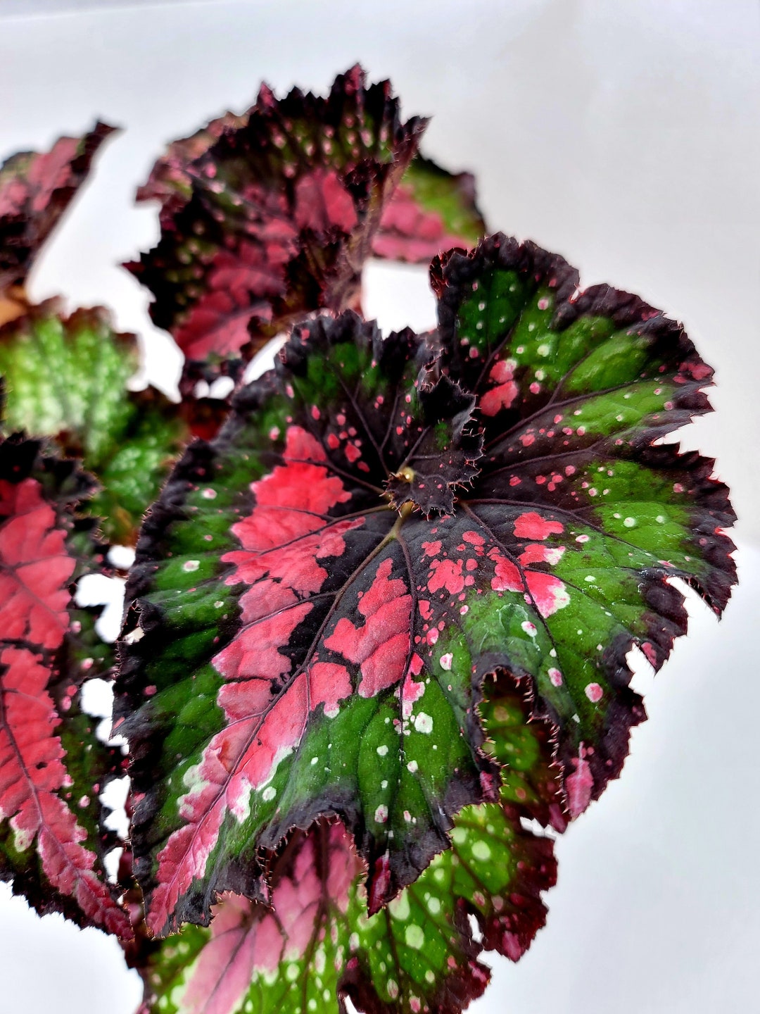 Jurassic™ Rex Begonia 'watermelon' - Etsy