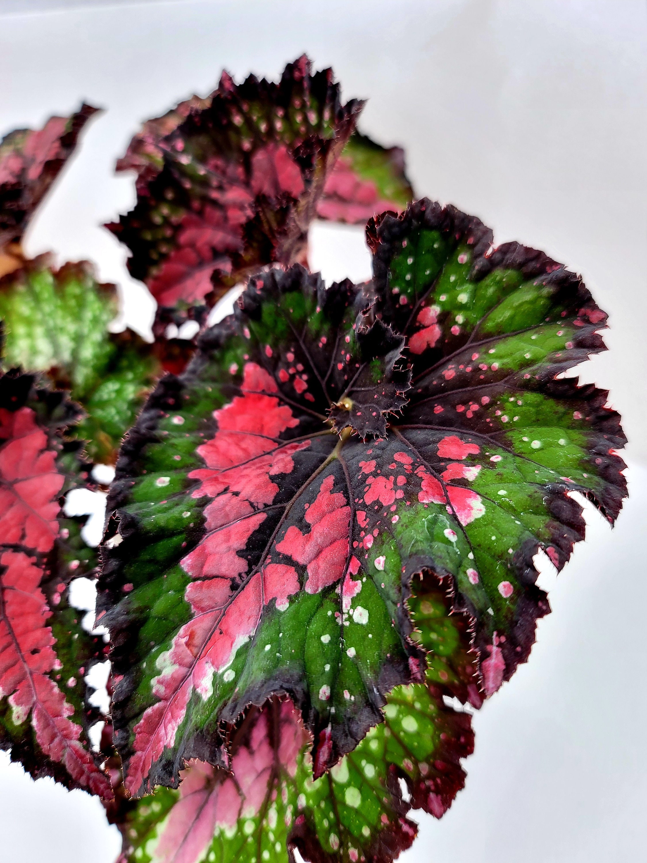 Jurassic Rex Begonia 'watermelon' | Etsy