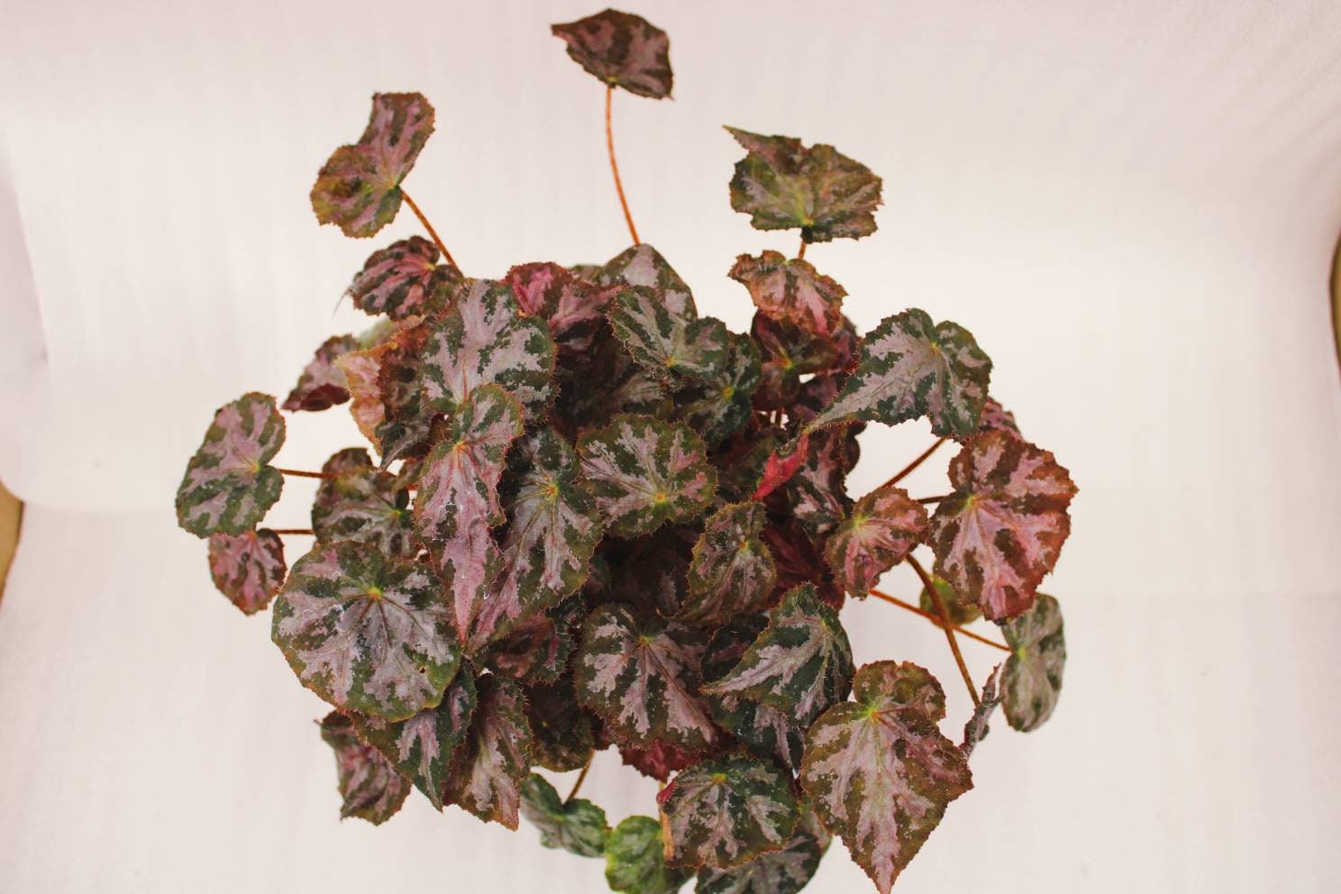 Begonia 'strawberry Creame' - Etsy