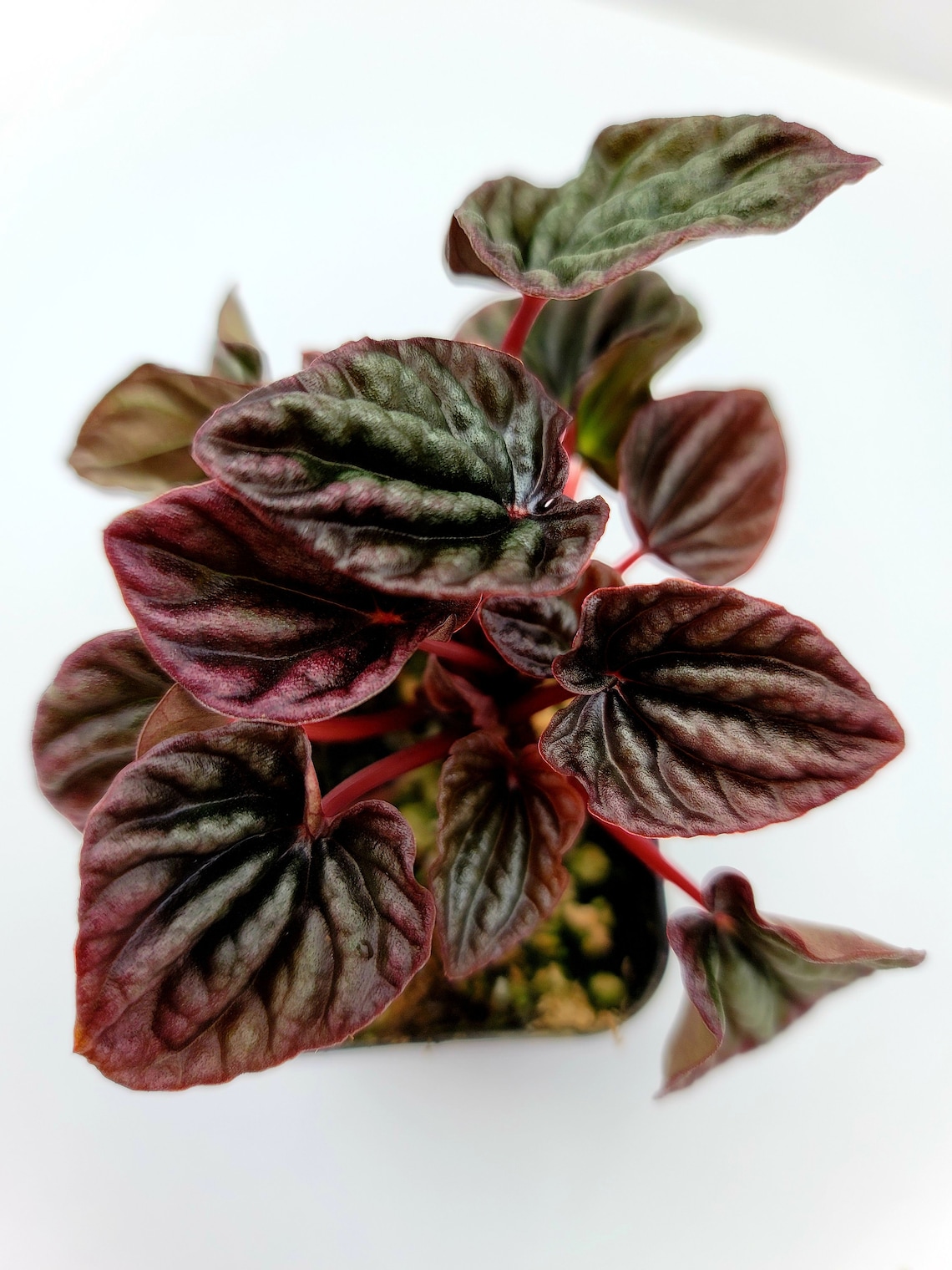 Peperomia 'ruby Ripple' | Etsy