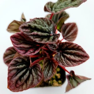 Peperomia 'ruby Ripple' - Etsy