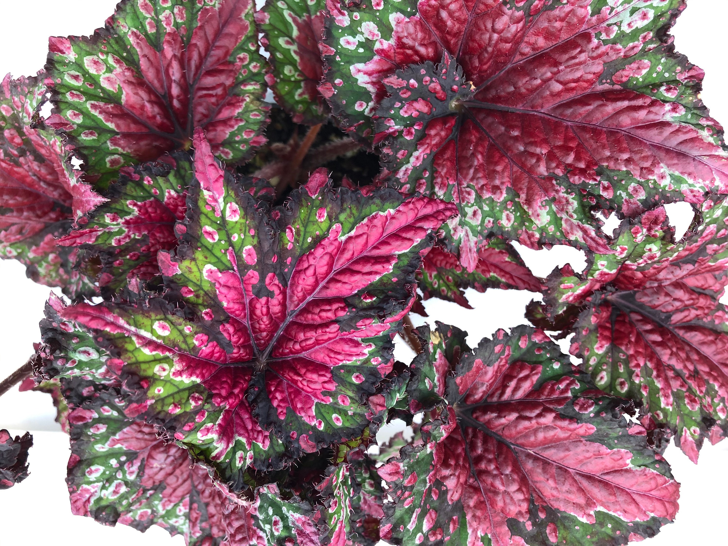 Rex Begonia 'festive Red & Green' - Etsy