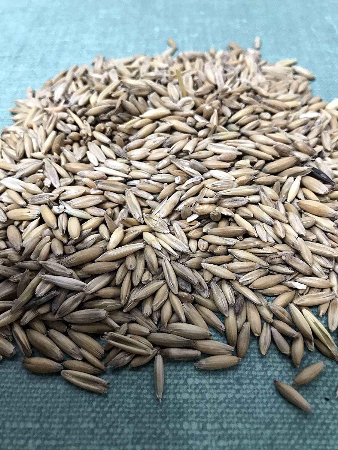 Cat Grass Seeds Oat 100 Seeds - Etsy