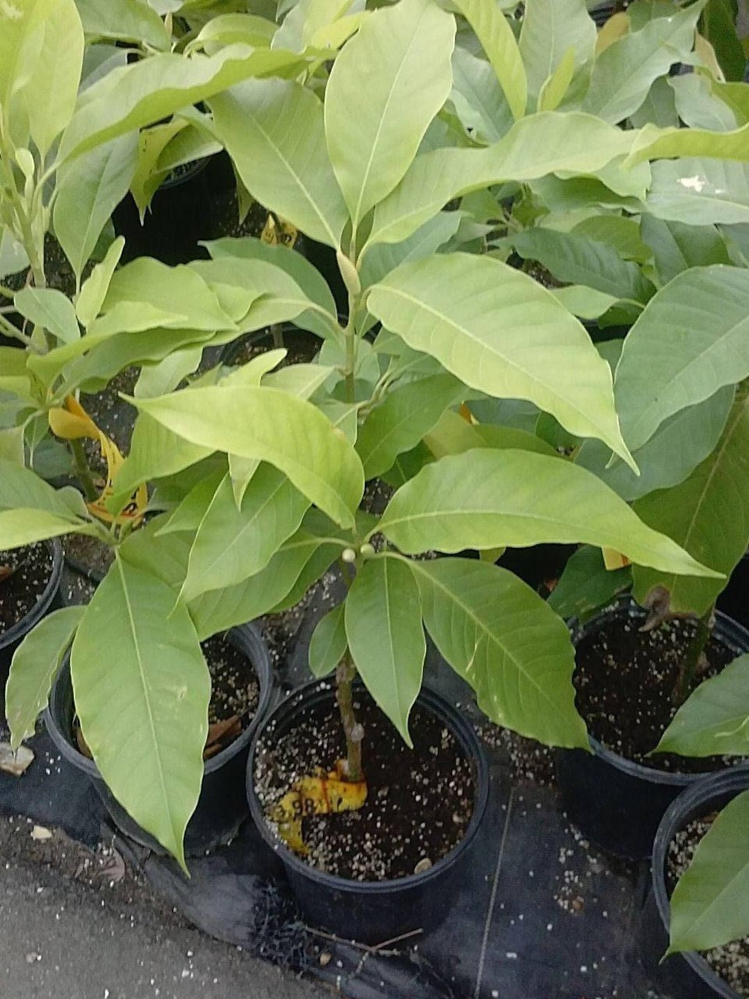 White Champaca - 2 Feet Tall - Air Layered Tree - Ship in 3 Gal Pot - Etsy