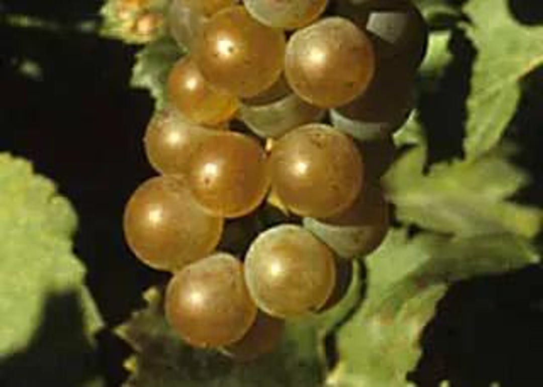 Golden Muscat Seedless Grape - 1 Plants - 2feet Fall - Ship in 6" Pot ...