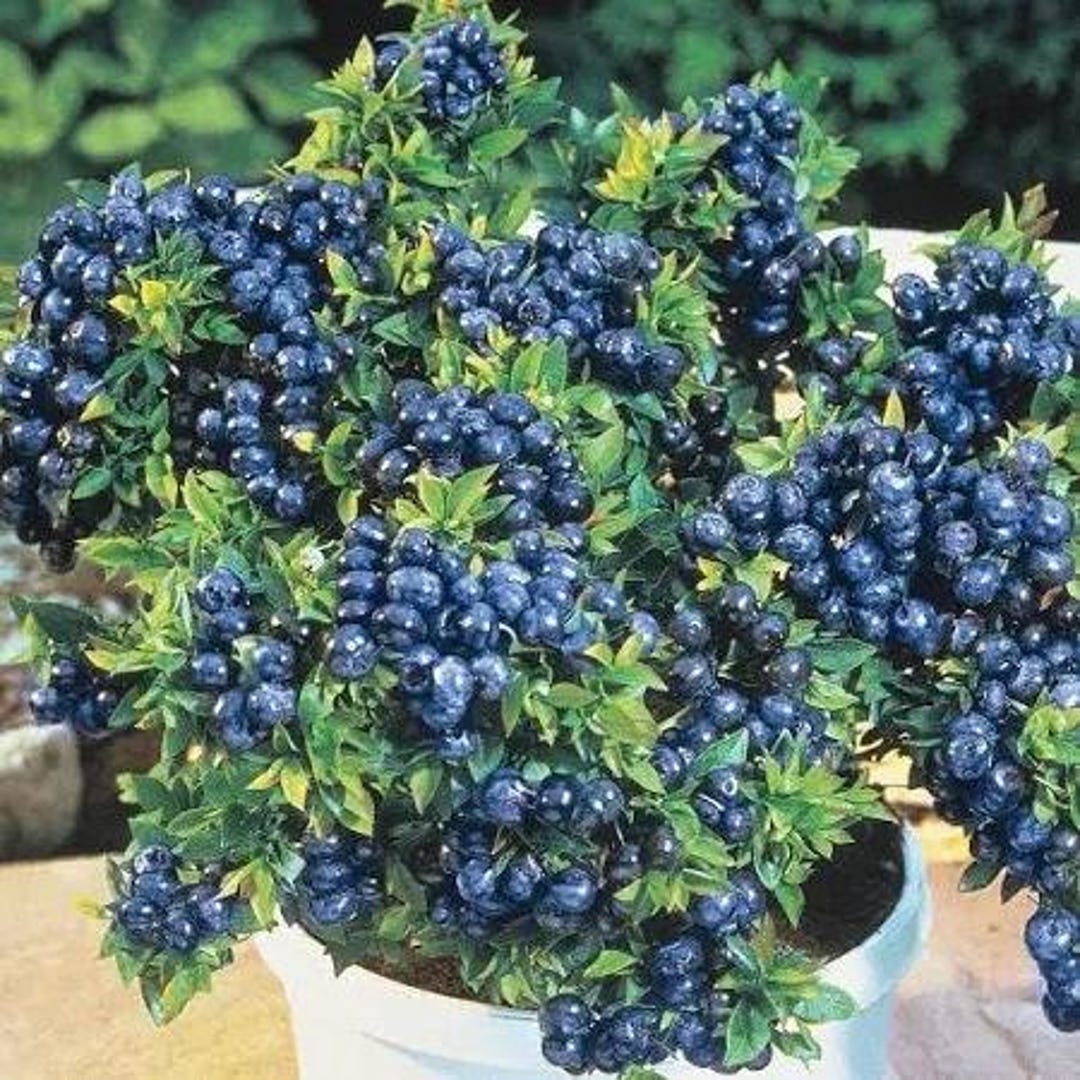 Blueberry Top Hat - 1 Feet Tall - Ship in 6" Pot - Etsy