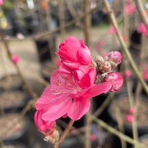 Early Red Flowering Peach - 3 to 4 Feet Tall - Bigger Trunk - Ship in 3 ...