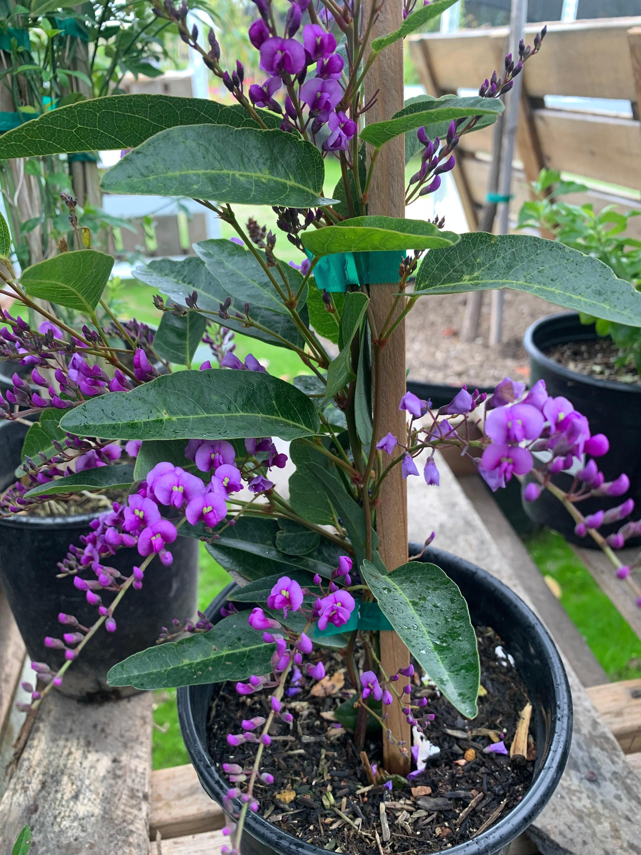 Hardenbergia Violacea ‘happy Wanderer’ Vine 6" Pot - Etsy
