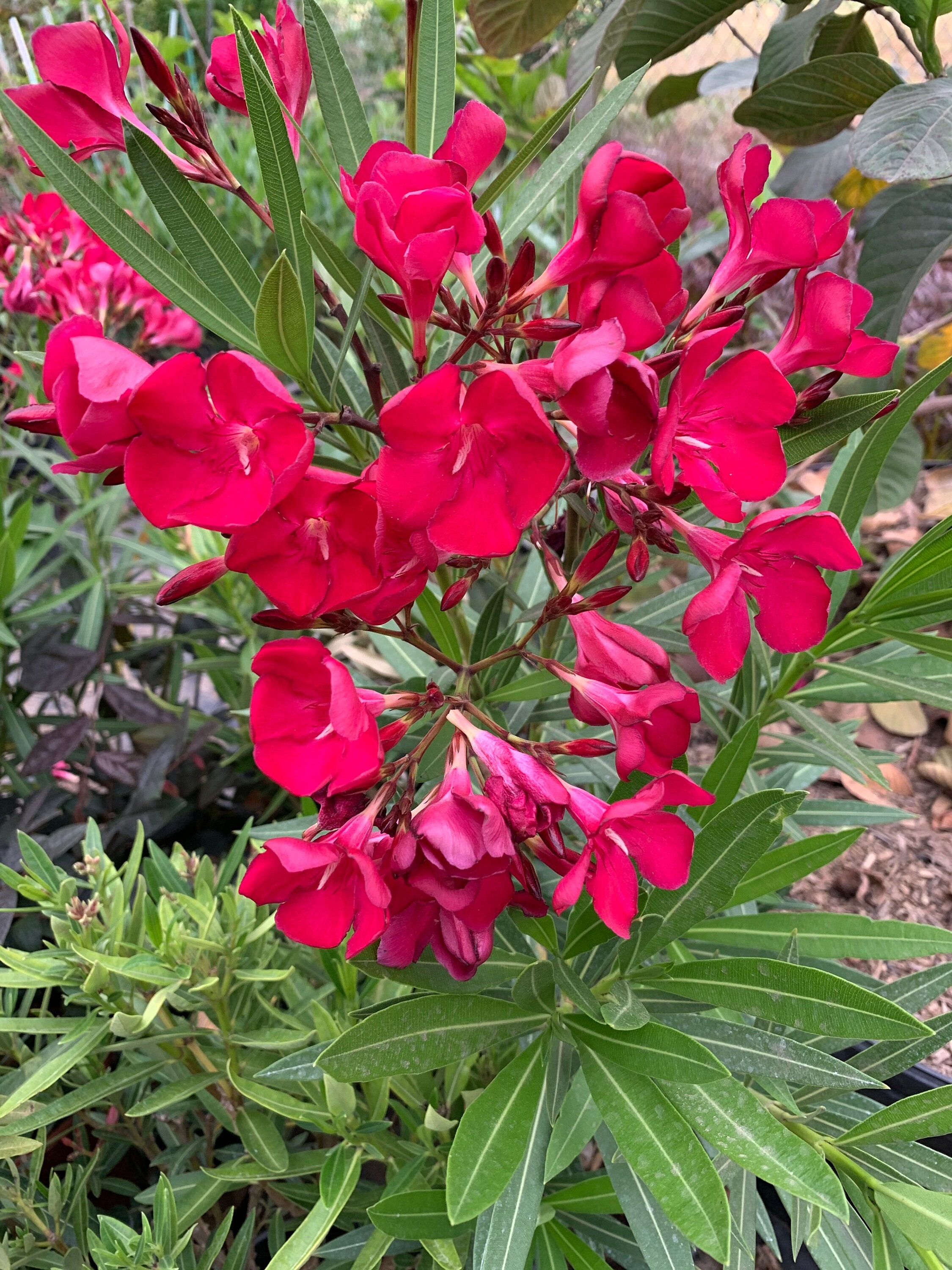 Red Oleander Tree