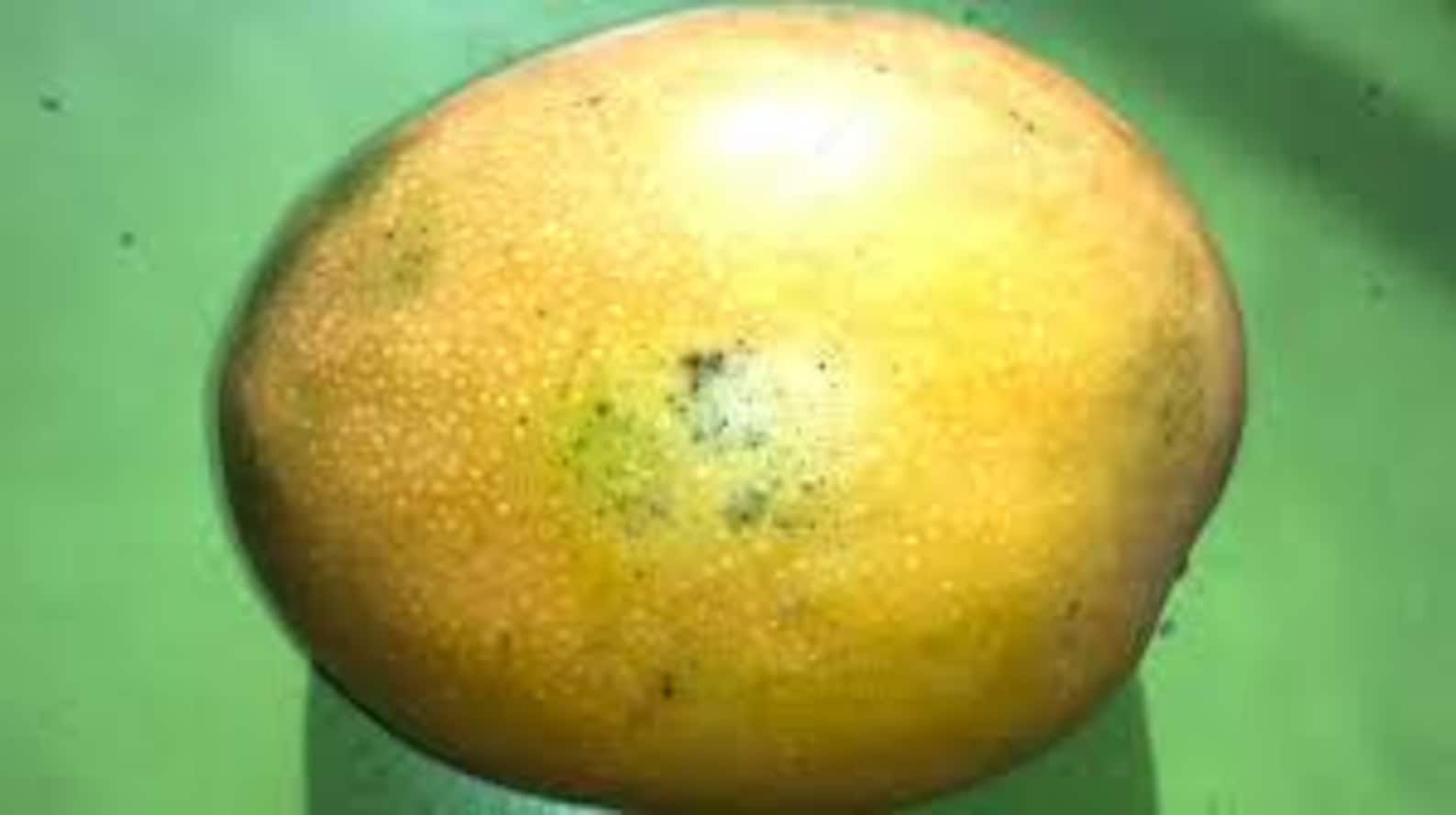 Fruit Cocktail Mango Tree - Grafted Tree - - 1 Feet Tall -grafted ...