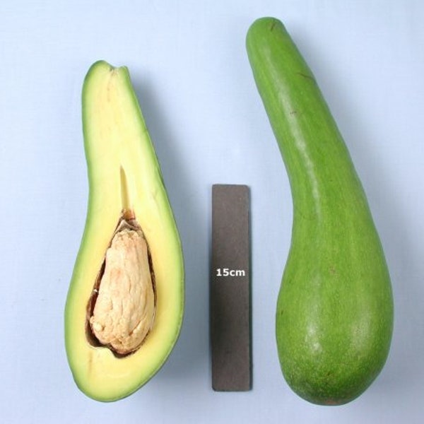 Avocado - Etsy