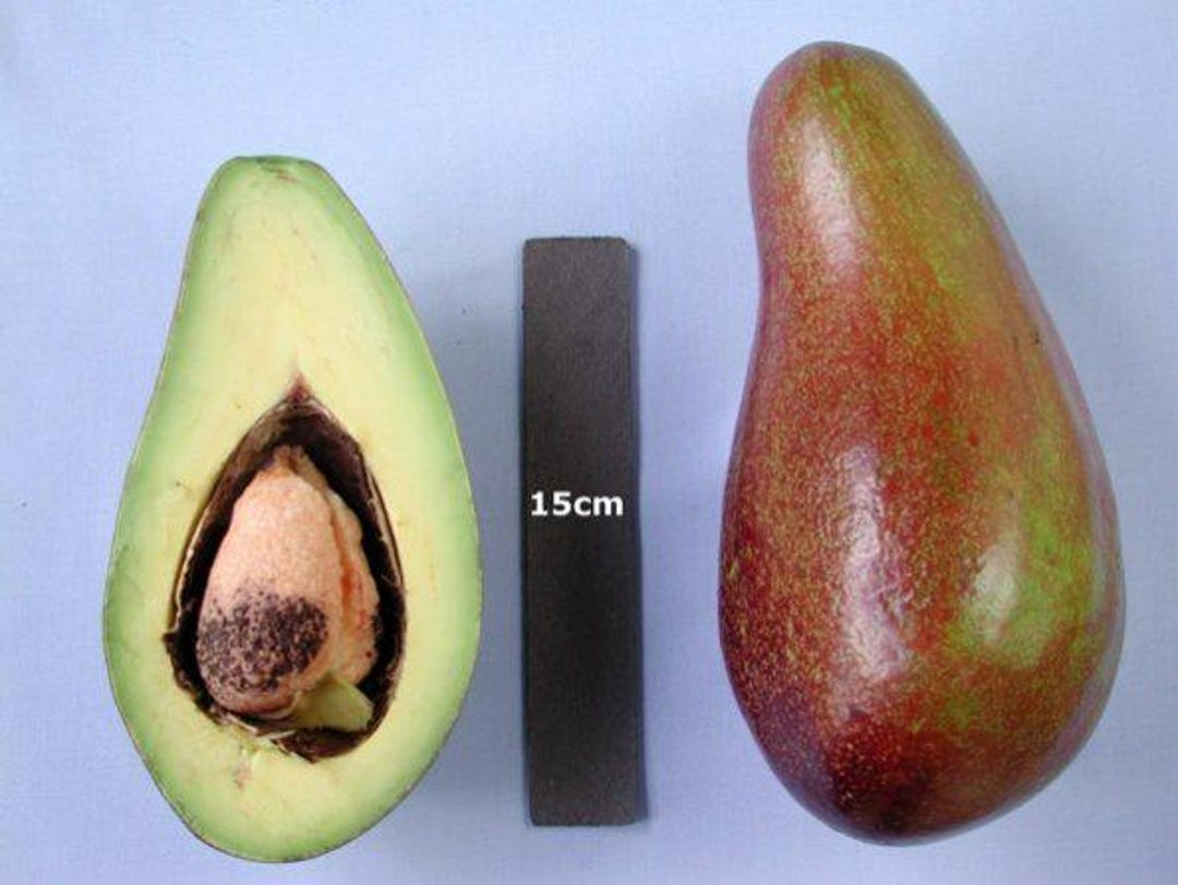 Hardee Avocado Tree- 2 to 3 Feet Tall - Grafted Tree - Ship in 3gal Pot ...
