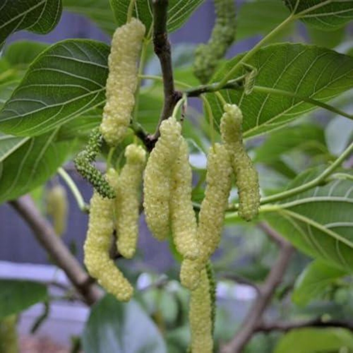 Rare White Mulbery - Long Fruits - 2 to 3 Feet - Ship in 3gal Bag - Etsy