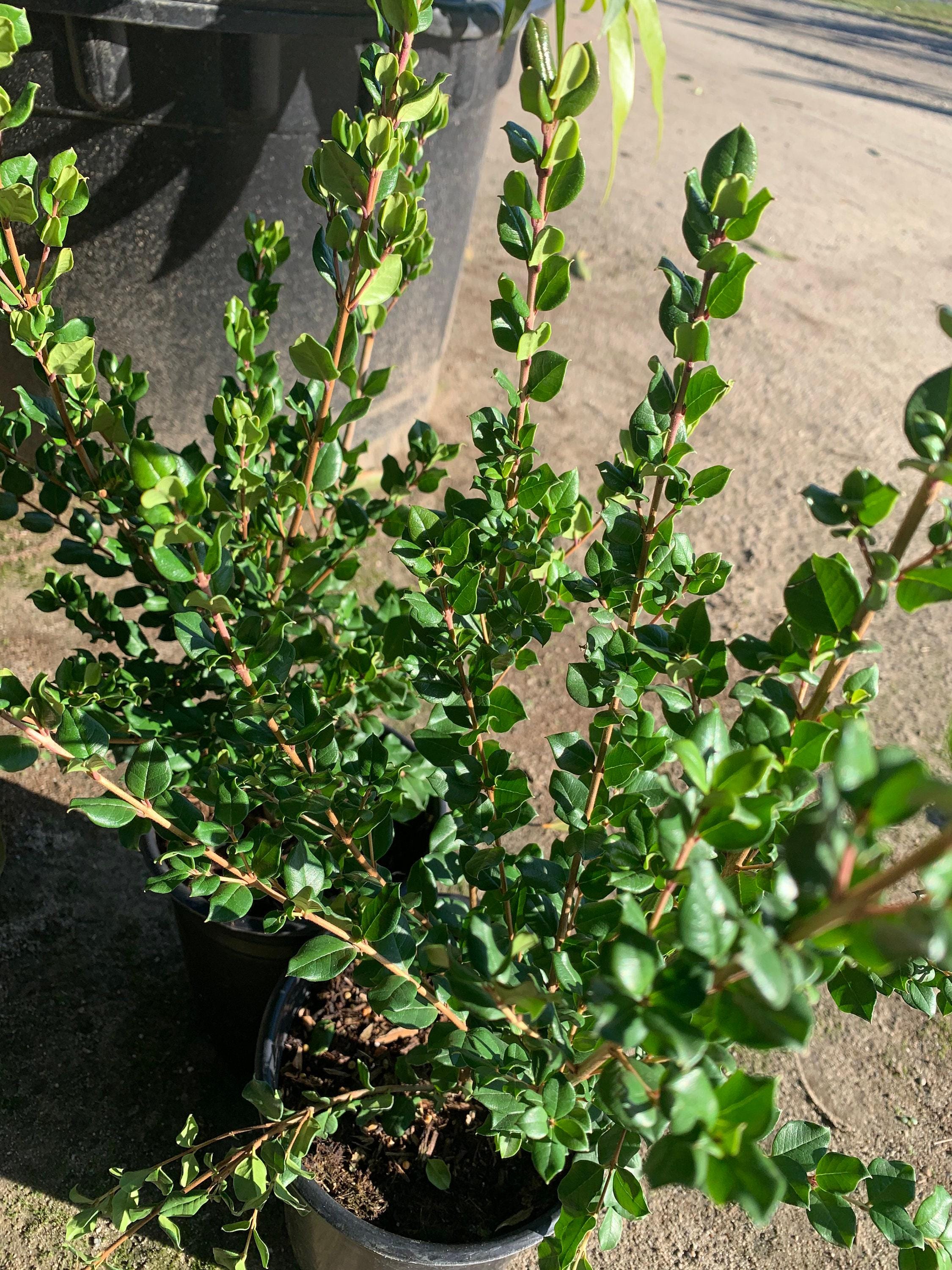 New* Blueberry Guava (luma Apiculata) 1 Live Plant Ship in 6" Pot - Etsy