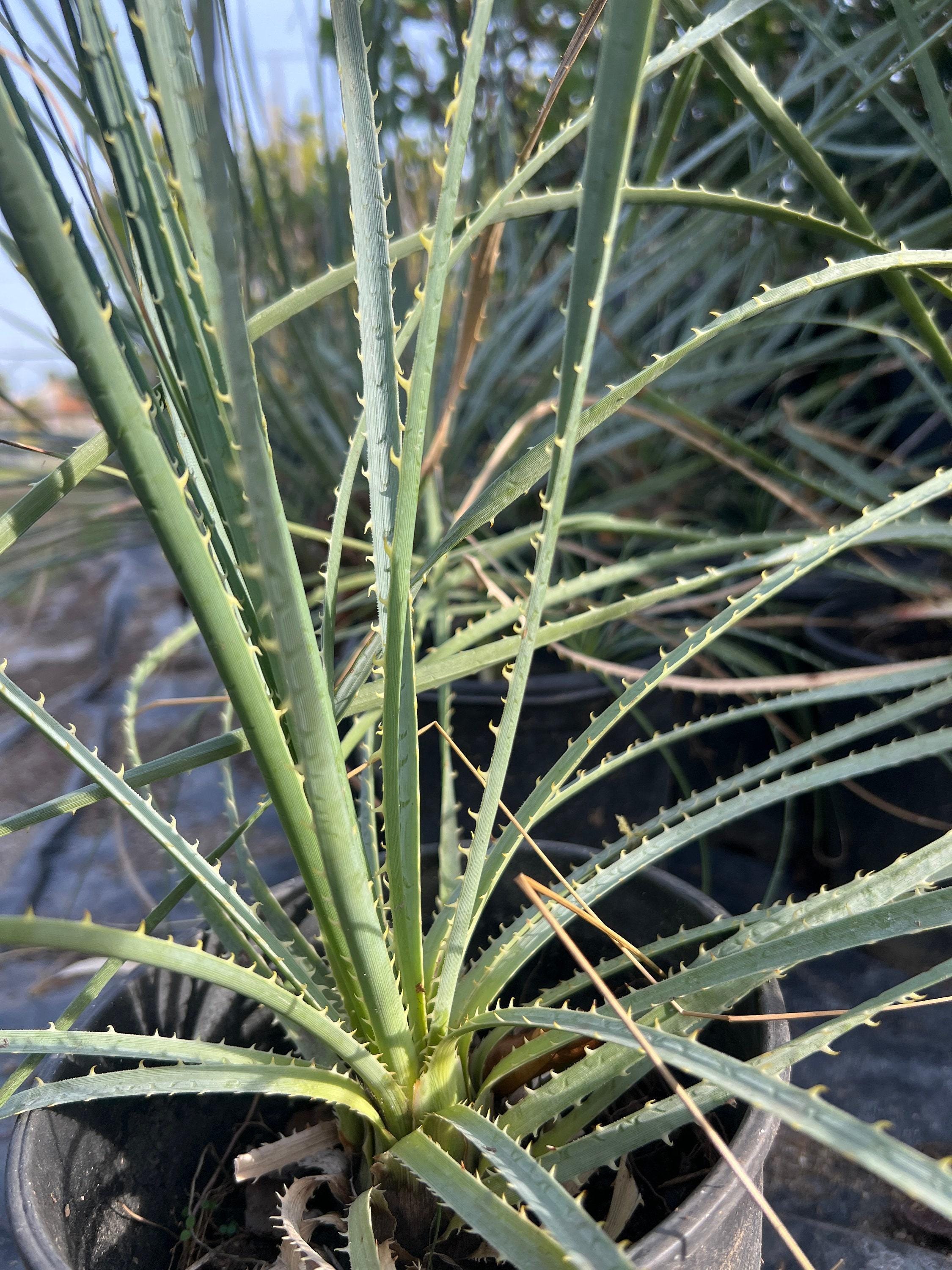 Dasylirion Wheeler- Live Plant 6” Pot - Etsy