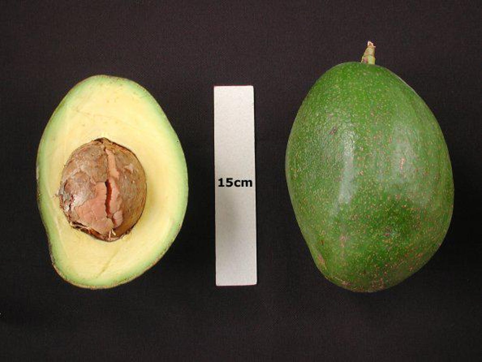 Choquette Avocado Tree - 1 to 2 Feet Tall - Grafted Tree - Ship in 3gal ...