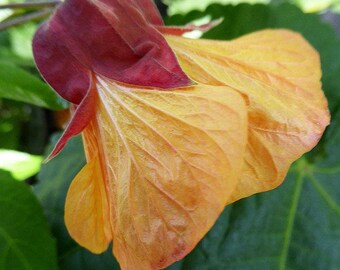 Abutilon Seeds | Etsy